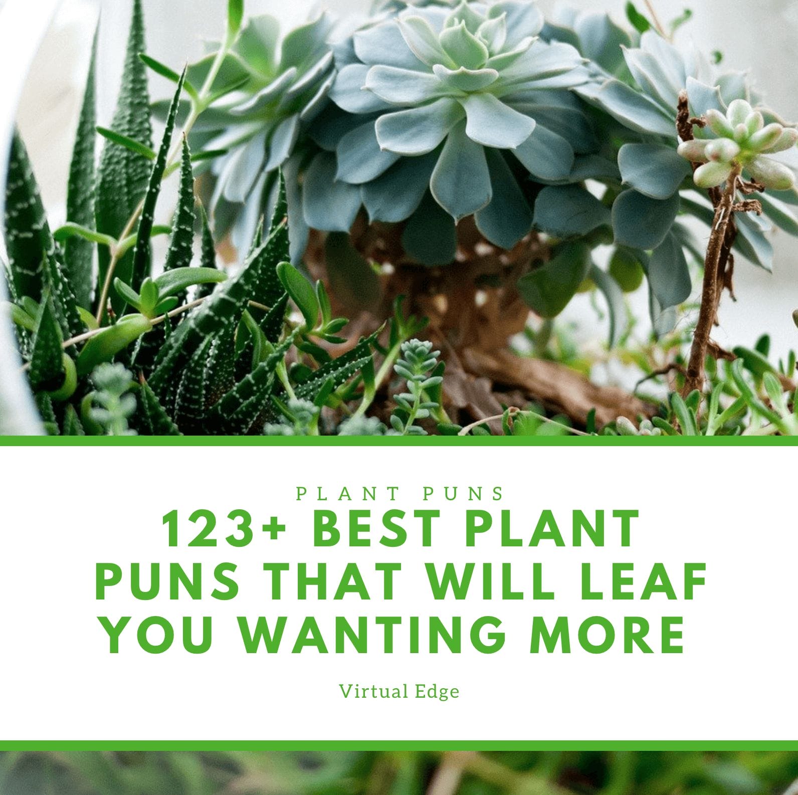 125 Best Plant Puns That Will Leaf You Wanting More | Virtual Edge
